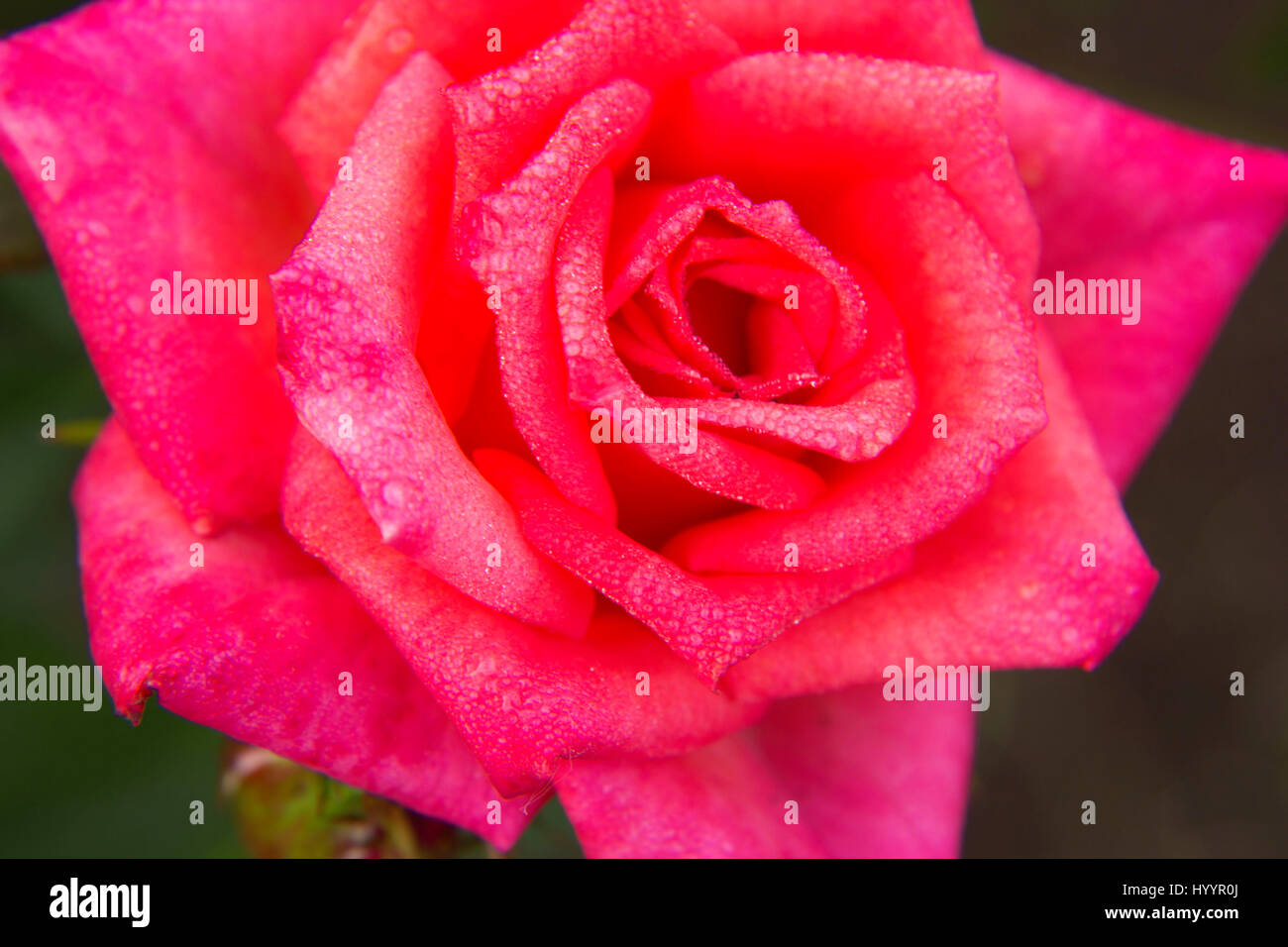 Little Vegas rose, Heirloom Roses, St Paul, Oregon Stock Photo - Alamy