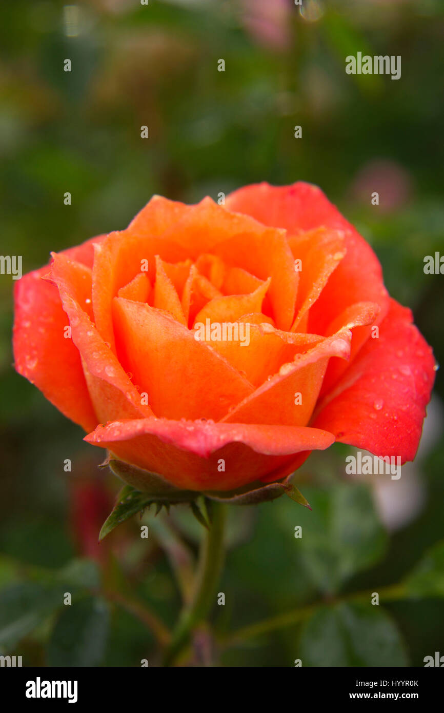 Classic Orange rose, Heirloom Roses, St Paul, Oregon Stock Photo - Alamy