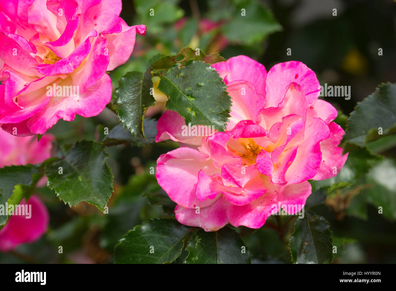 Dreamcoat hi-res stock photography and images - Alamy