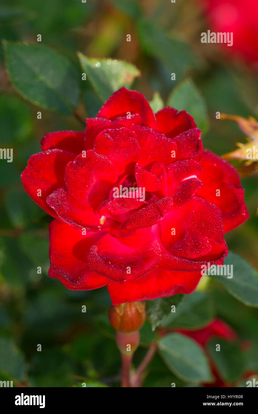 Buckaroo rose hi-res stock photography and images - Alamy