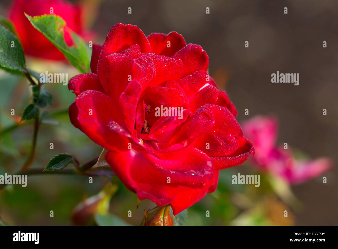Little Buckaroo rose, Heirloom Roses, St Paul, Oregon Stock Photo - Alamy