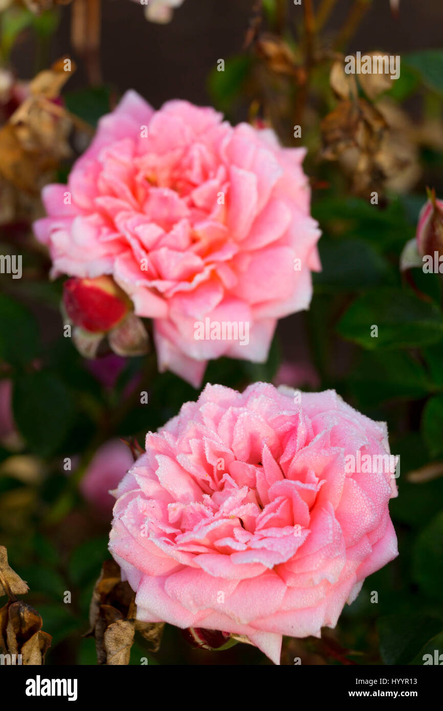 Marie Shields rose, Heirloom Roses, St Paul, Oregon Stock Photo - Alamy