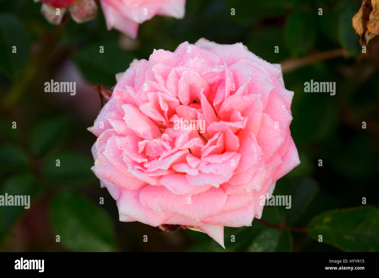 Marie Shields rose, Heirloom Roses, St Paul, Oregon Stock Photo - Alamy