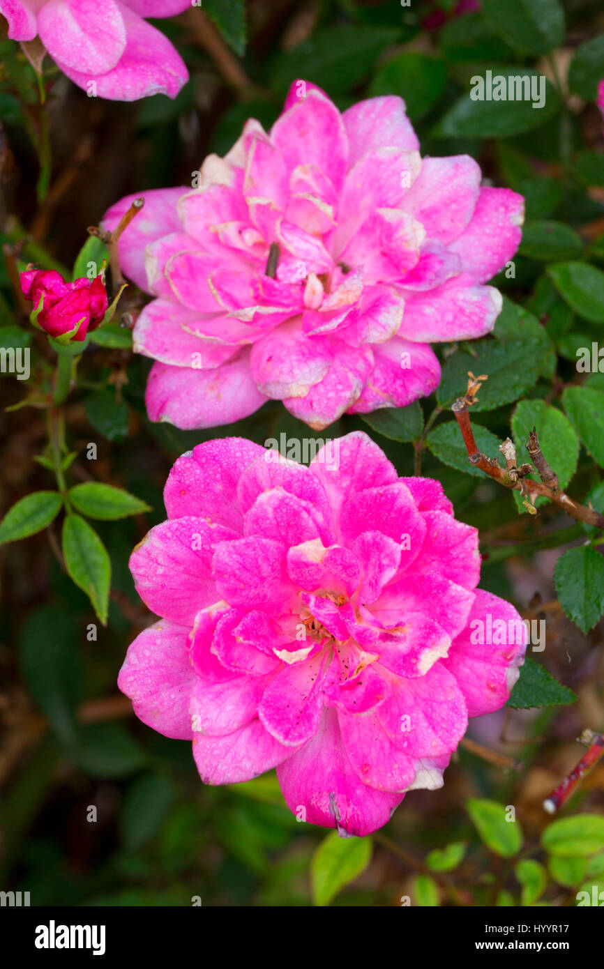 Rouleti rose, Heirloom Roses, St Paul, Oregon Stock Photo - Alamy