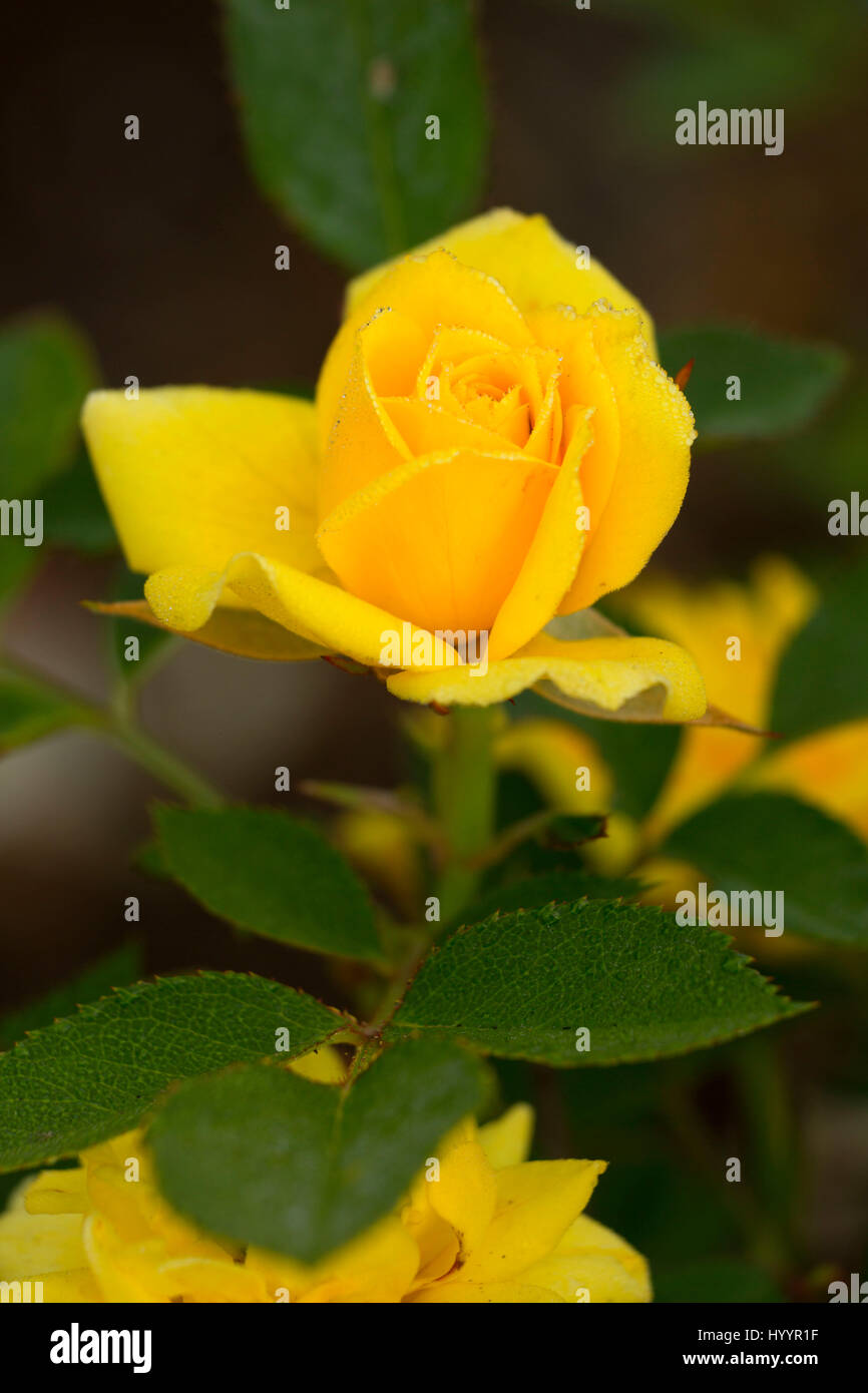 Rose poly hi-res stock photography and images - Alamy