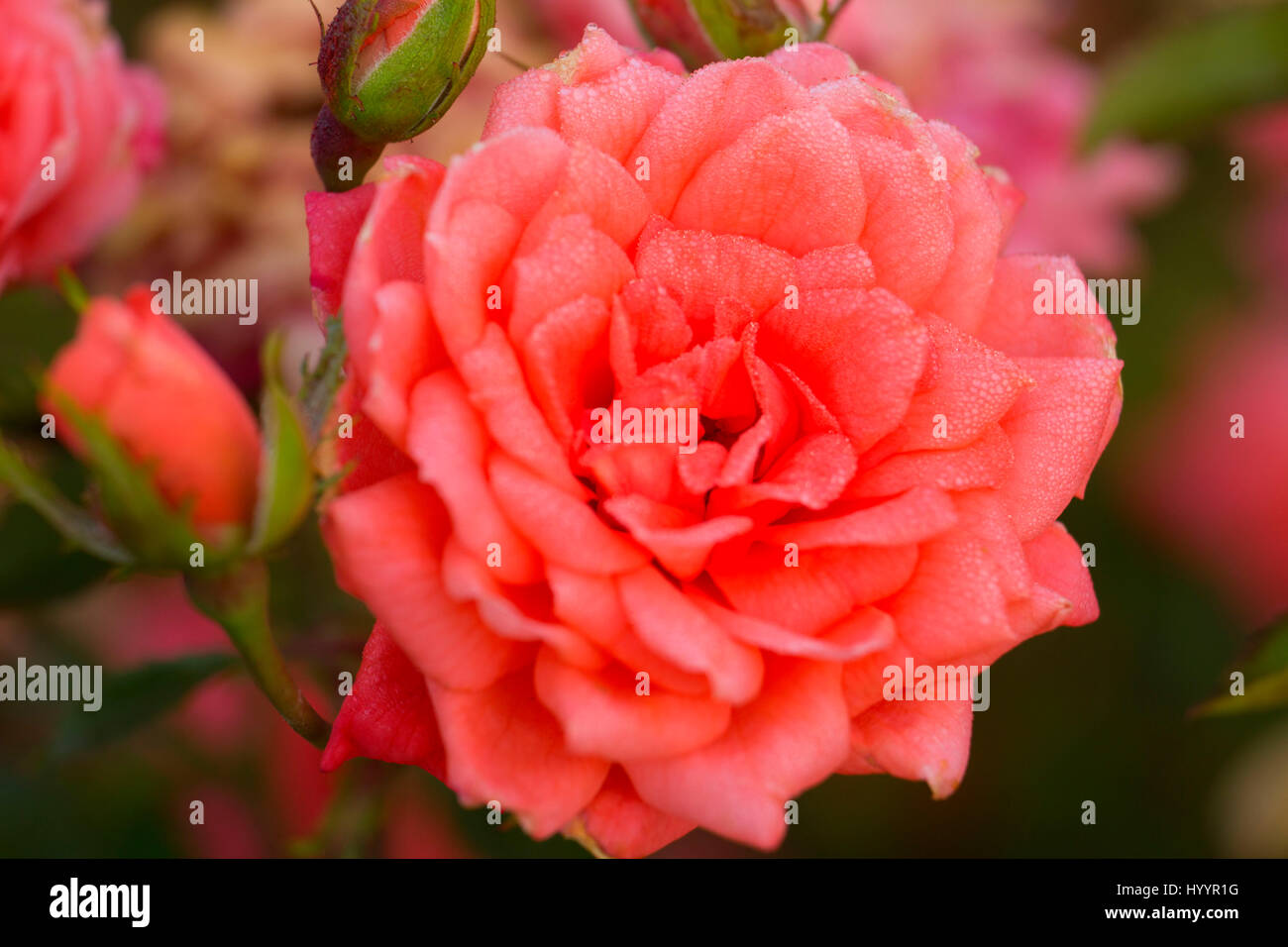 Angela Rippon rose, Heirloom Roses, St Paul, Oregon Stock Photo - Alamy