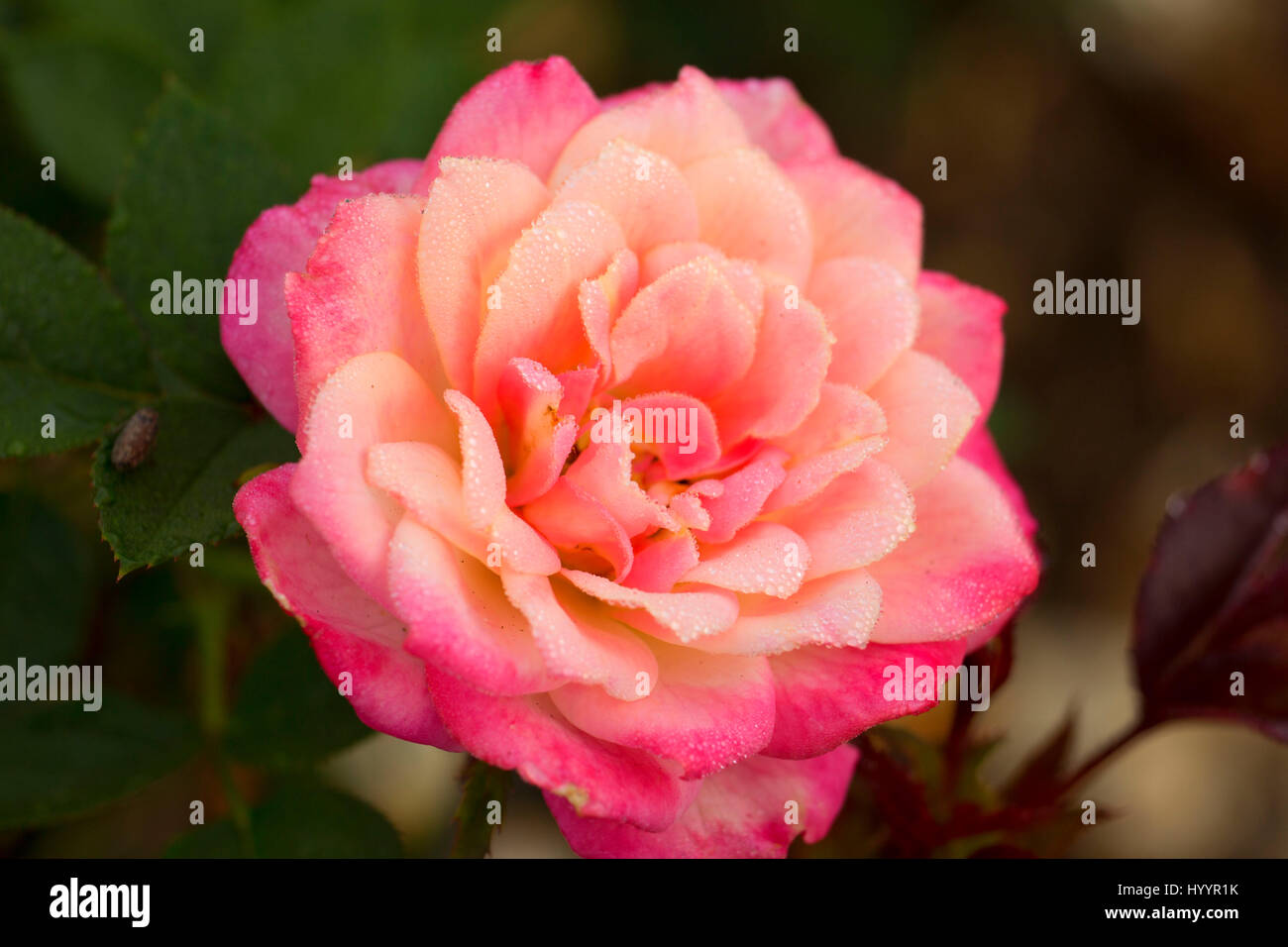 Virginia Lee rose, Heirloom Roses, St Paul, Oregon Stock Photo - Alamy