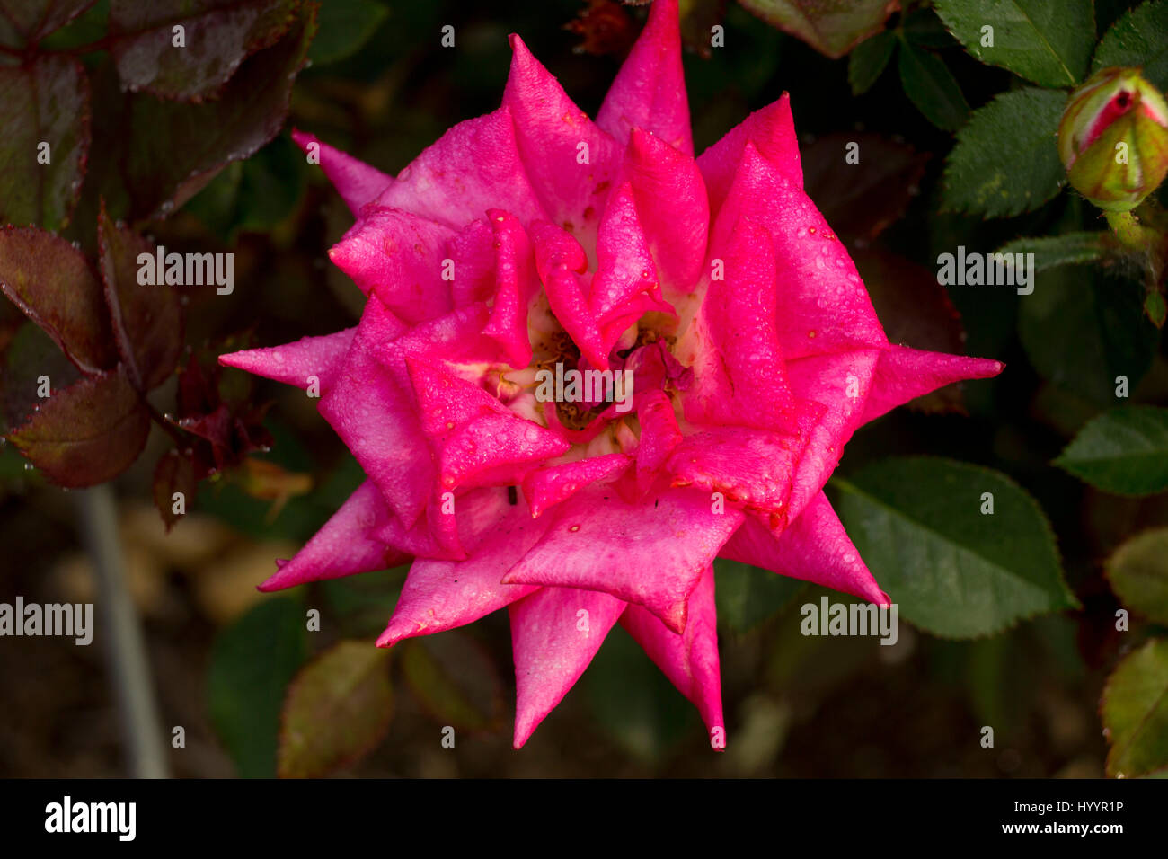 Ruby Baby rose, Heirloom Roses, St Paul, Oregon Stock Photo - Alamy