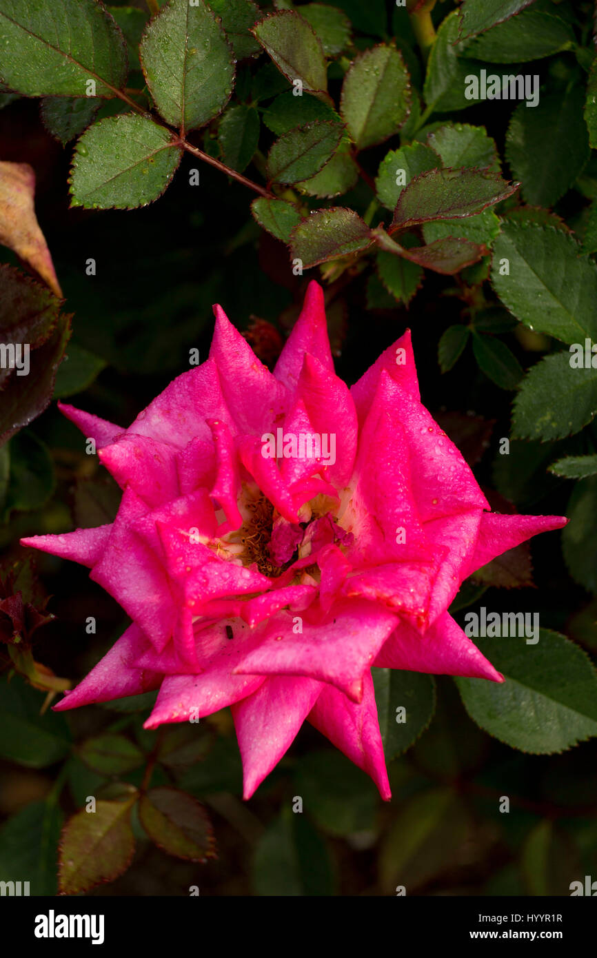 Baby bloom hi-res stock photography and images - Alamy