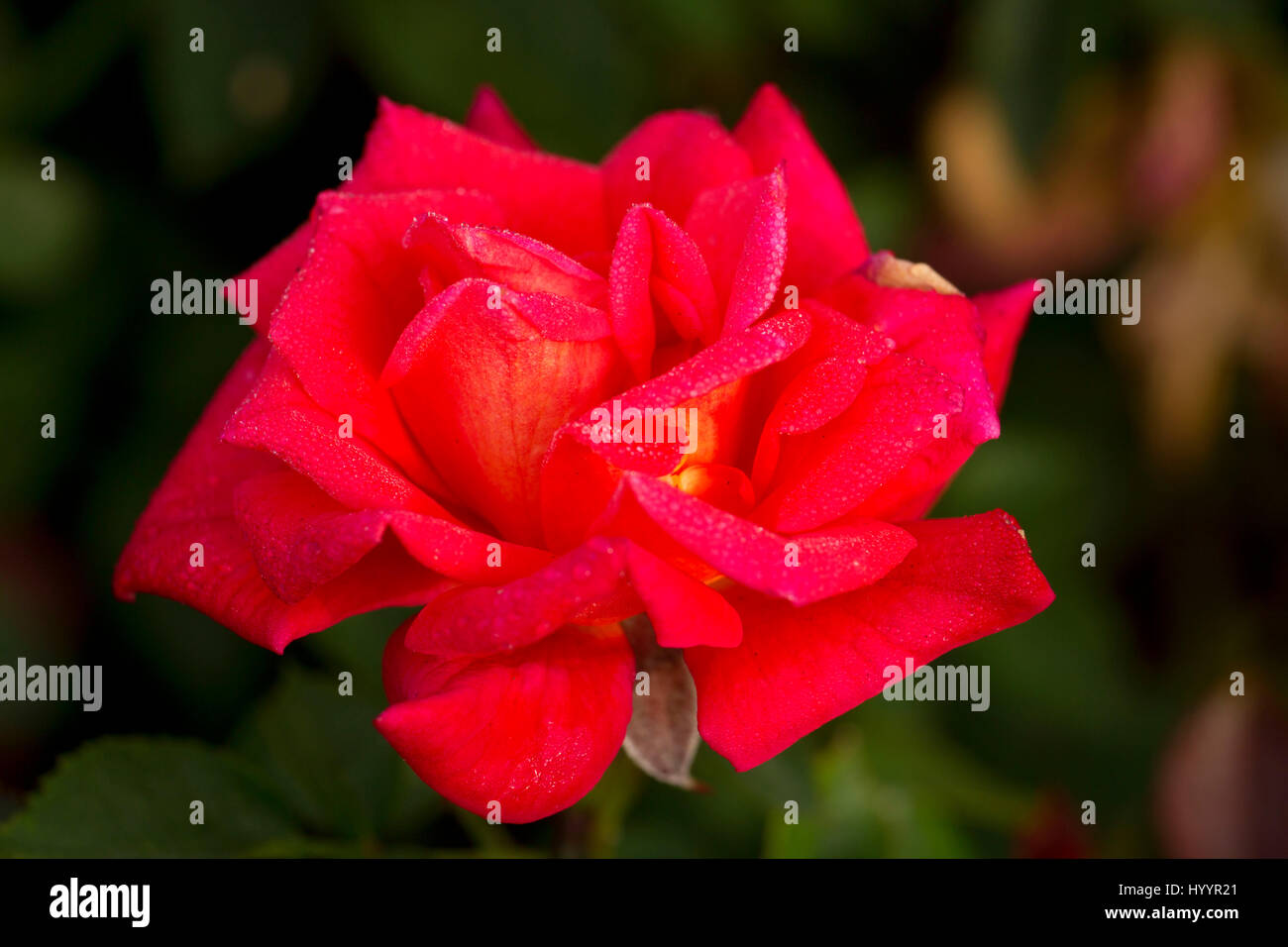 Dresden Doll rose, Heirloom Roses, St Paul, Oregon Stock Photo - Alamy
