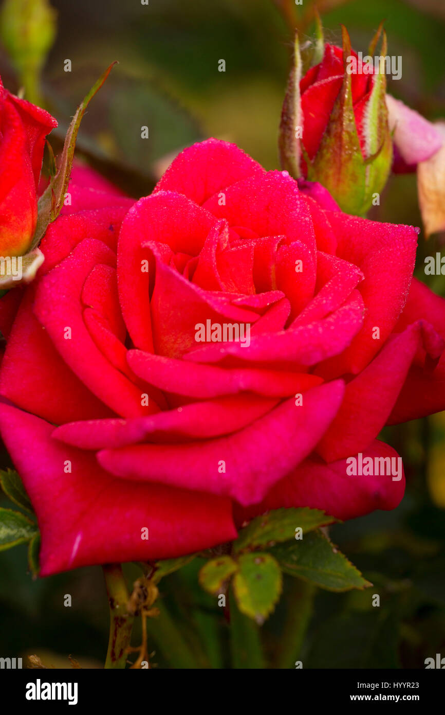 Dresden Doll rose, Heirloom Roses, St Paul, Oregon Stock Photo - Alamy