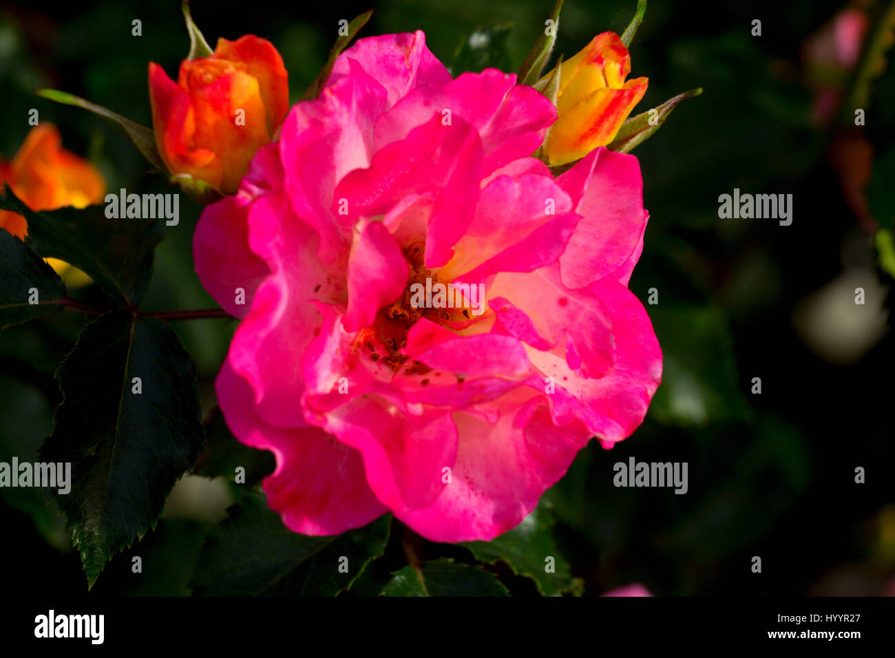 Dreamcoat rose, Heirloom Roses, St Paul, Oregon Stock Photo - Alamy