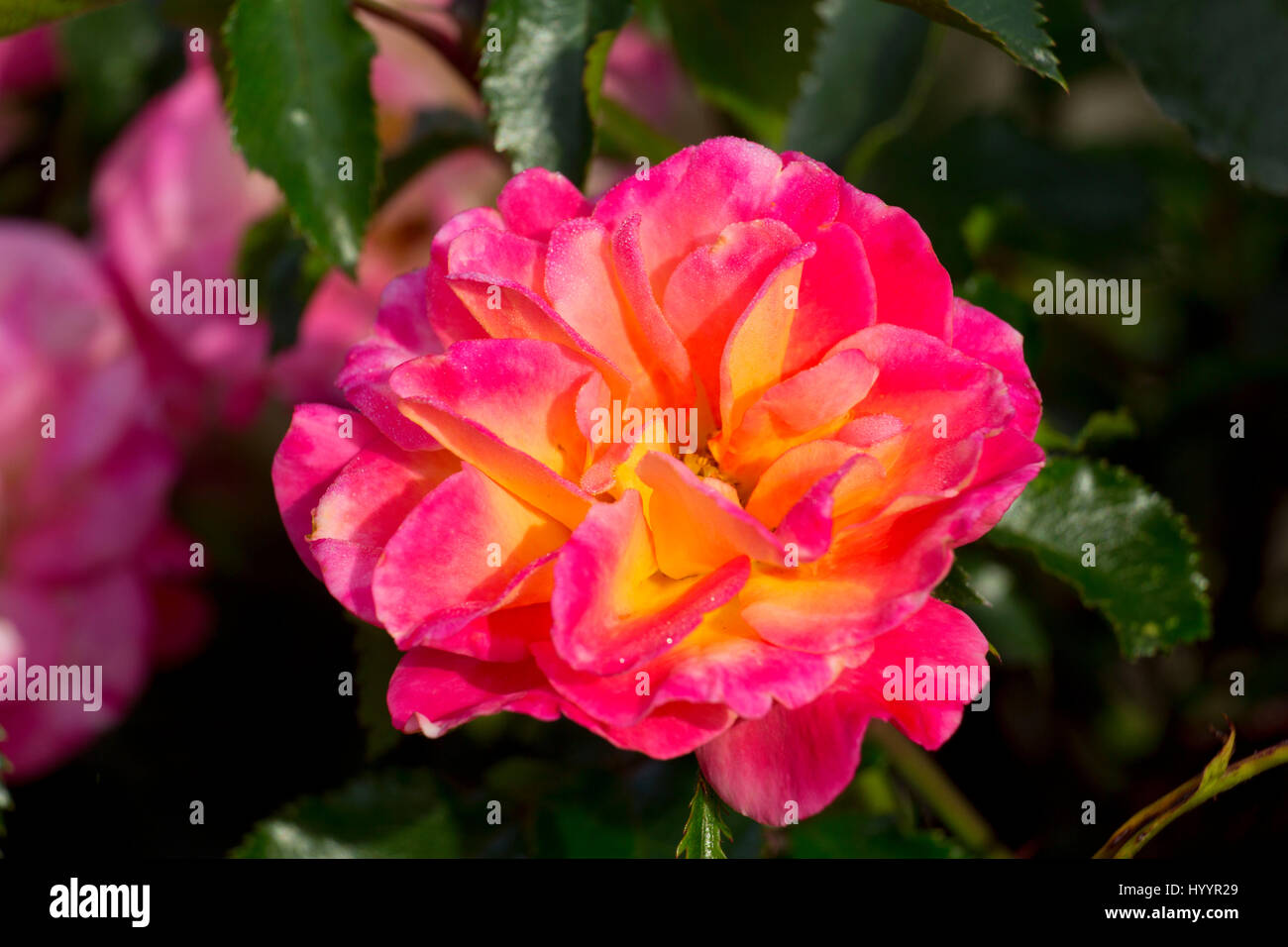 Dreamcoat rose, Heirloom Roses, St Paul, Oregon Stock Photo - Alamy