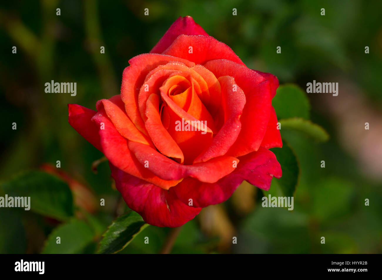 Old country roses hi-res stock photography and images - Alamy