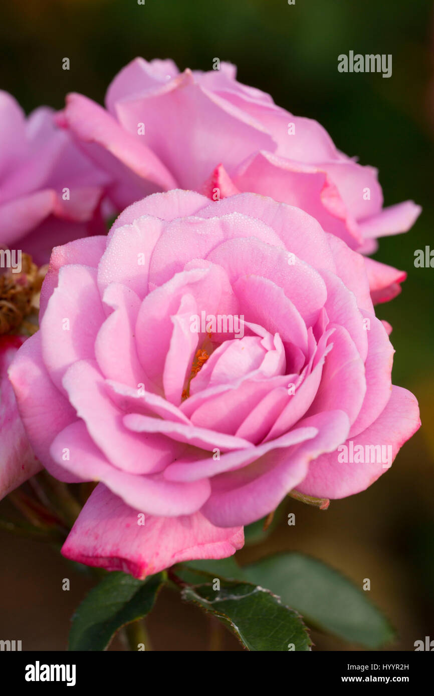 Vi's Violet rose, Heirloom Roses, St Paul, Oregon Stock Photo - Alamy
