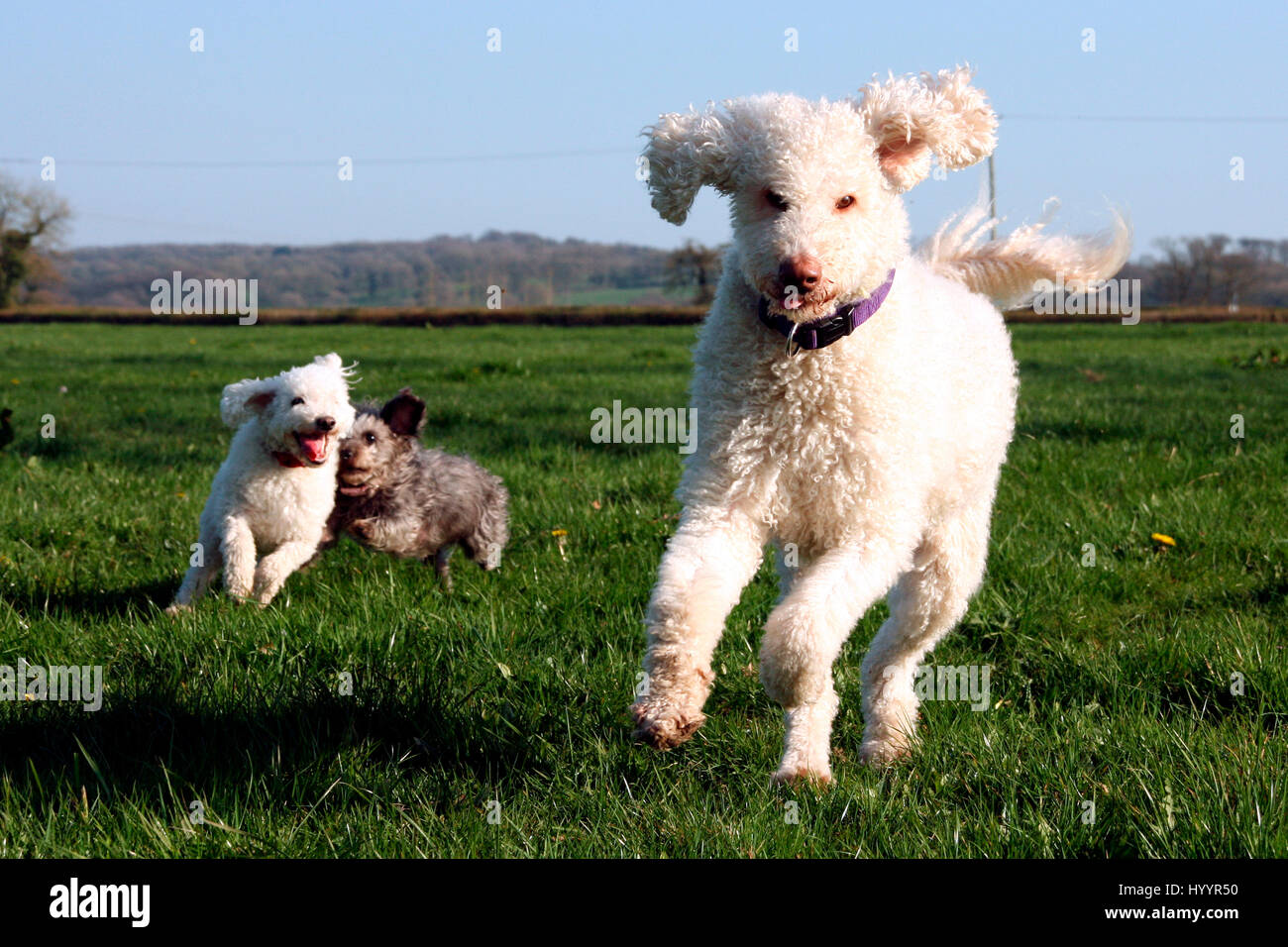 Dogs chase in a field. Labradoodle Stock Photo - Alamy