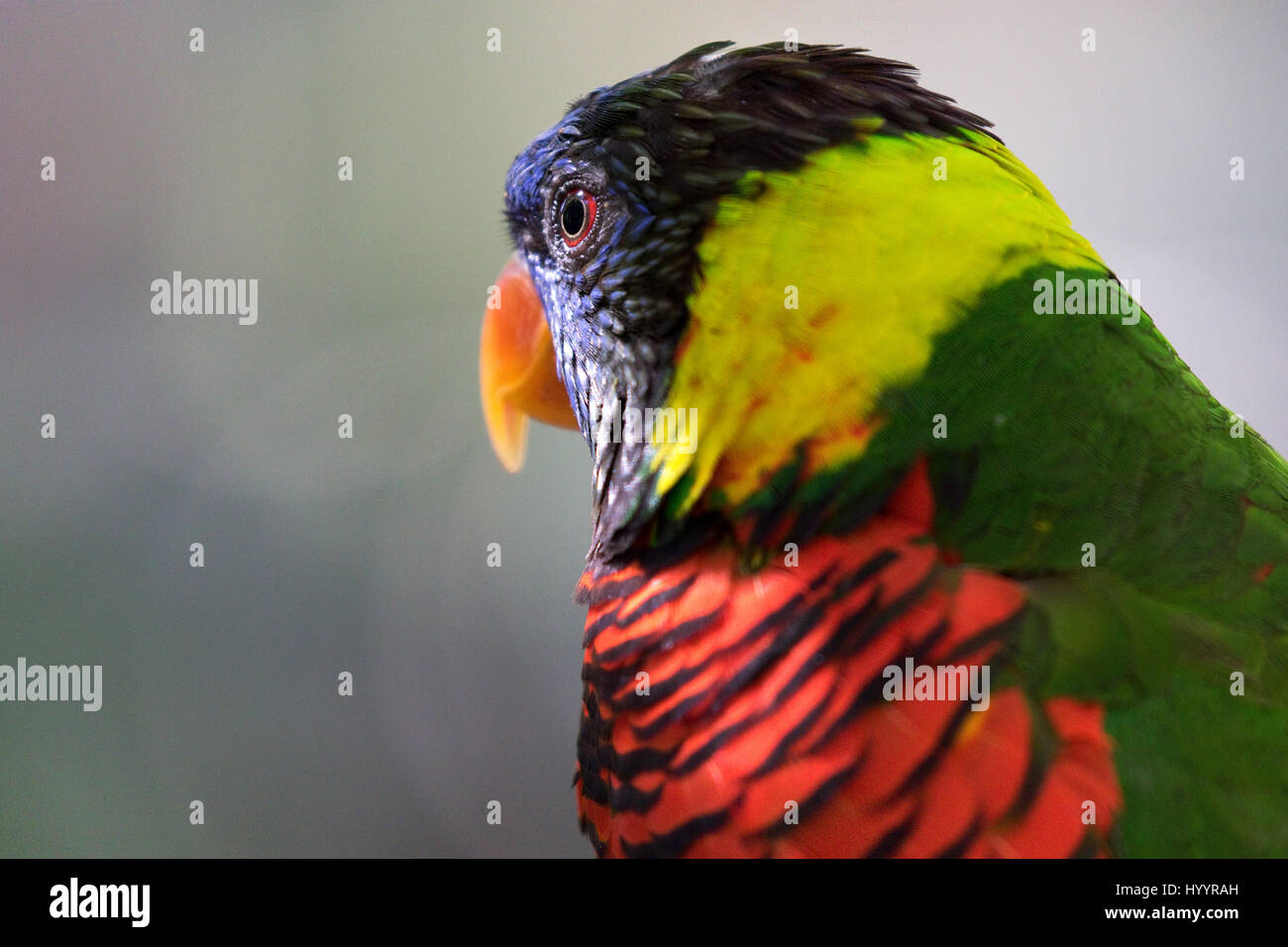 Rainbow lorikeet feather hi-res stock photography and images - Alamy