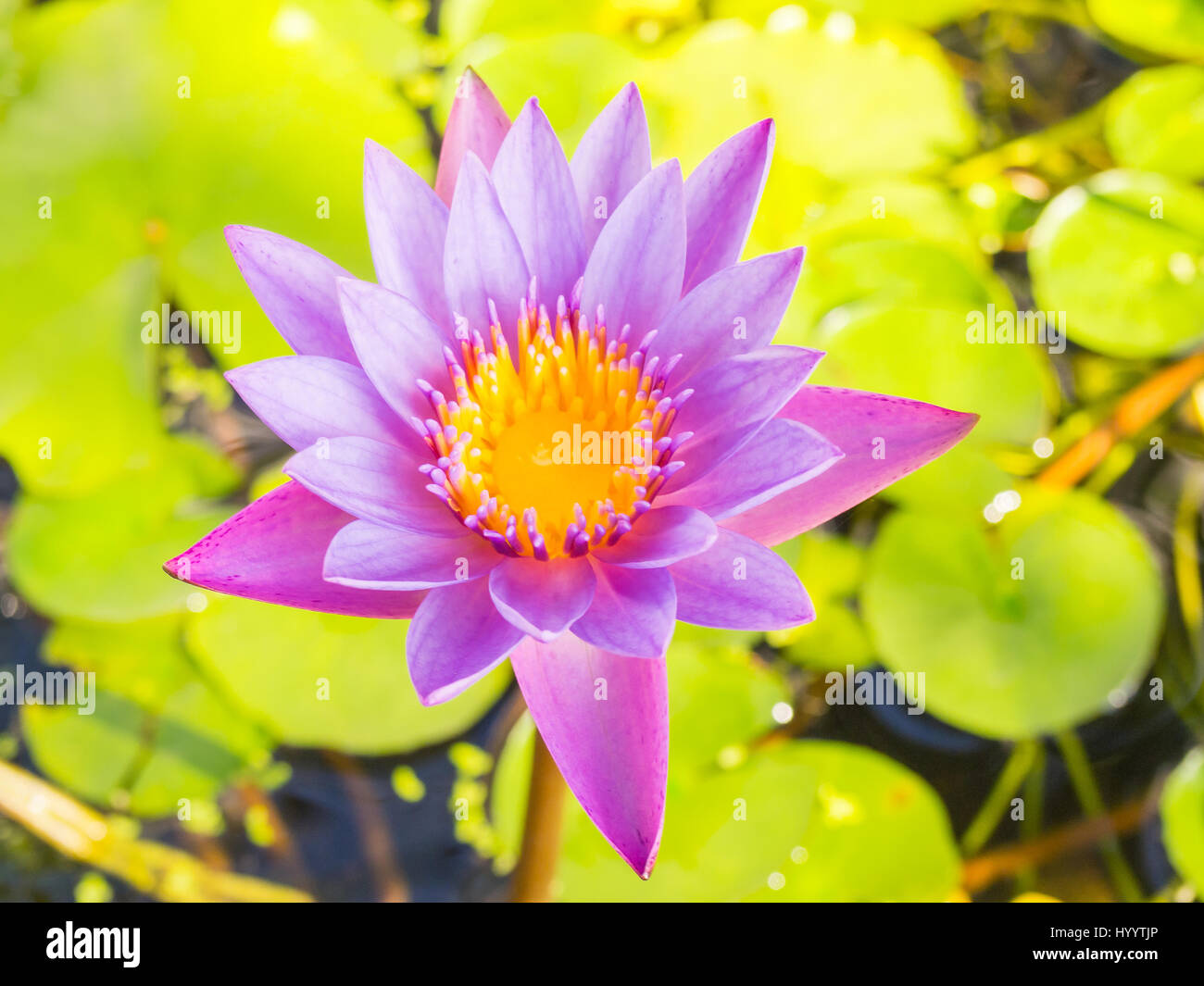 Full bloom lotus hi-res stock photography and images - Alamy