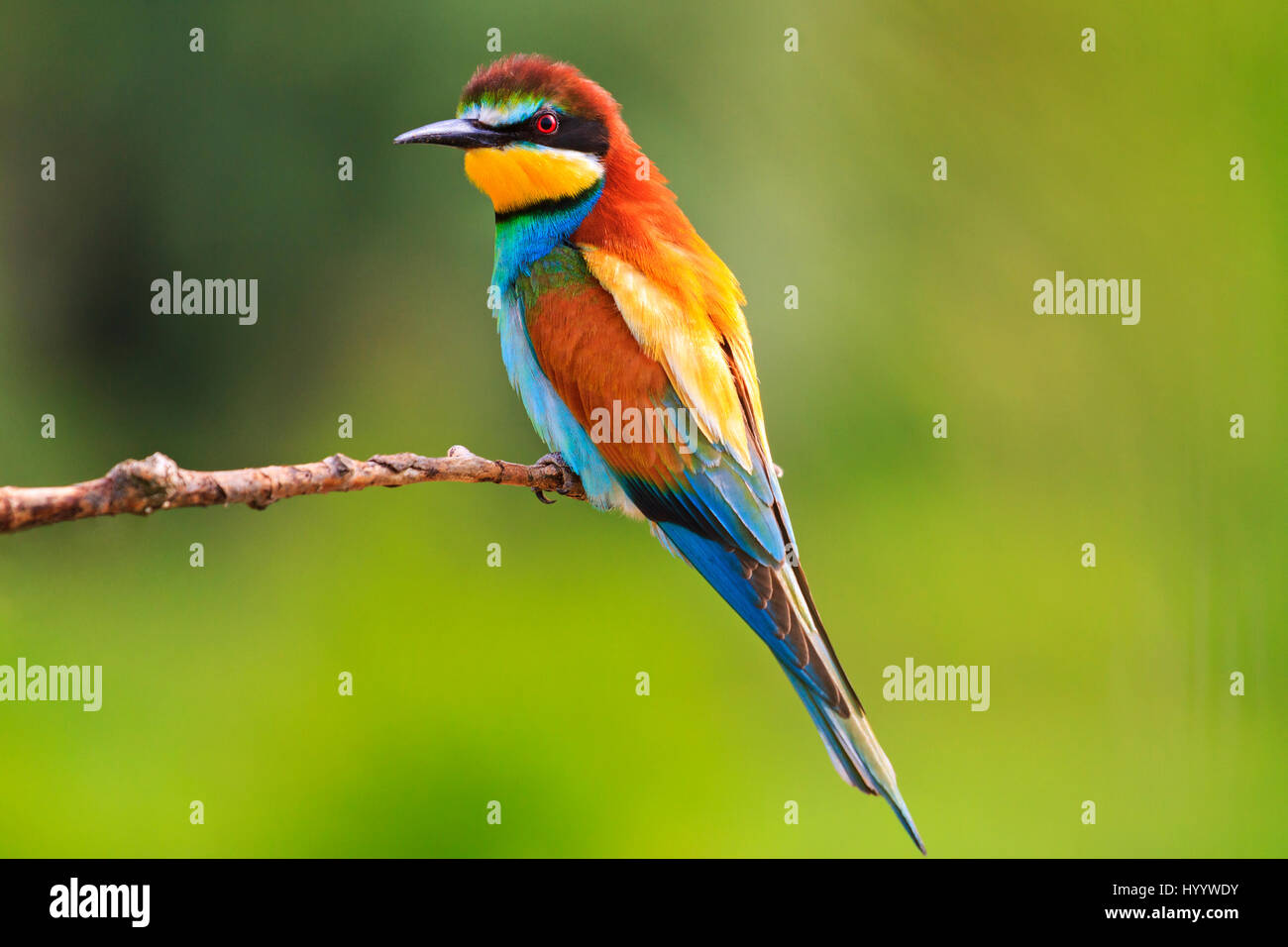 bird with feathers in all colors of the rainbow,wildlife bird Stock ...
