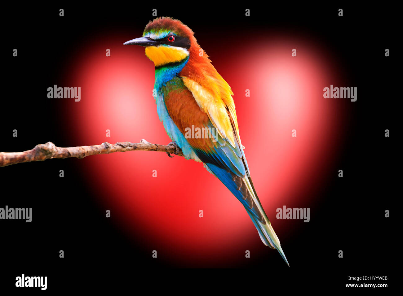 exotic colored bird on black background with red heart,wildlife bird ...