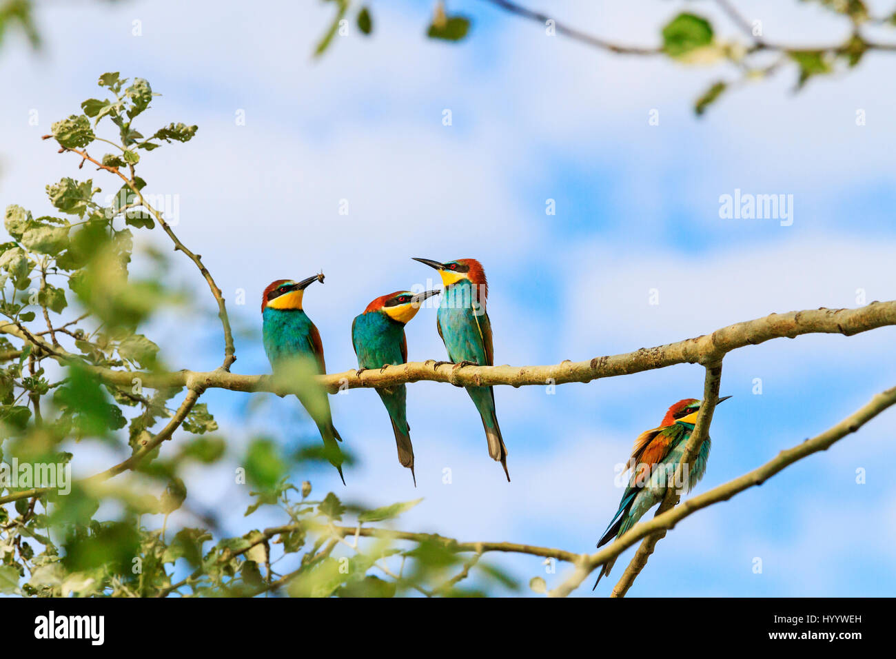 grooming exotic birds in the trees,wildlife bird Stock Photo - Alamy