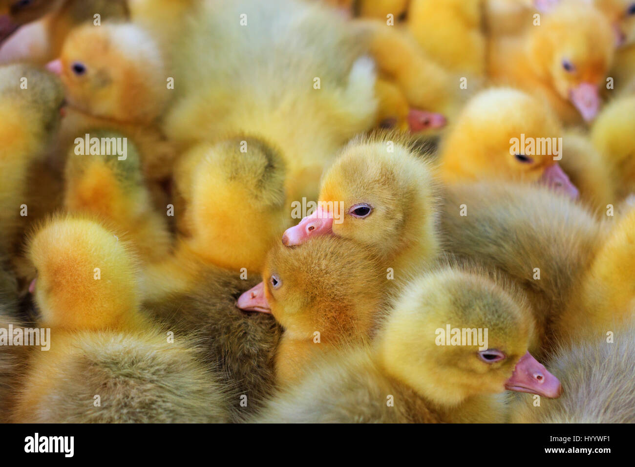 Danish lehart cute geese breed,farm animals Stock Photo - Alamy