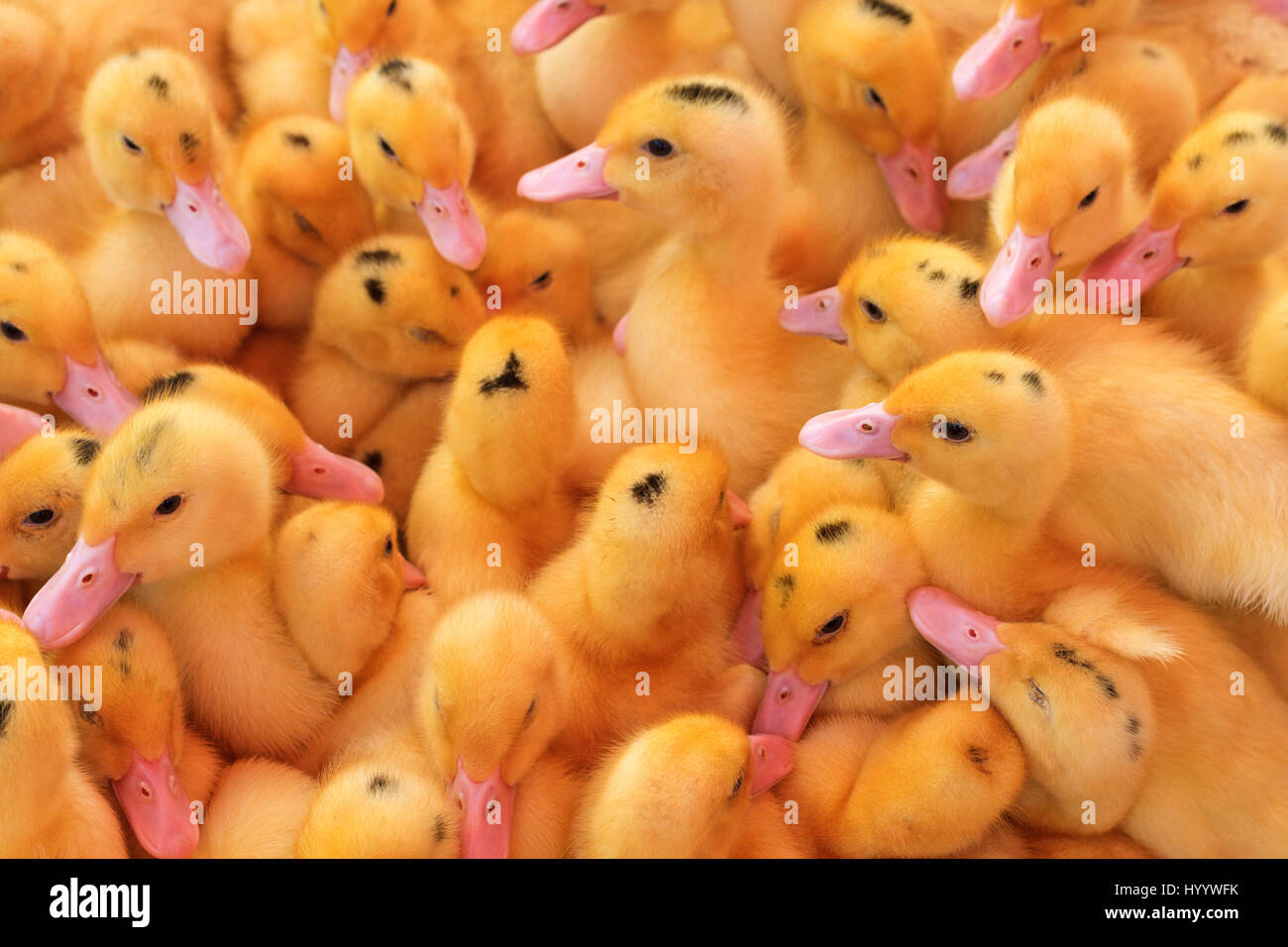 Cute ducklings breed mulard,farm animals Stock Photo - Alamy