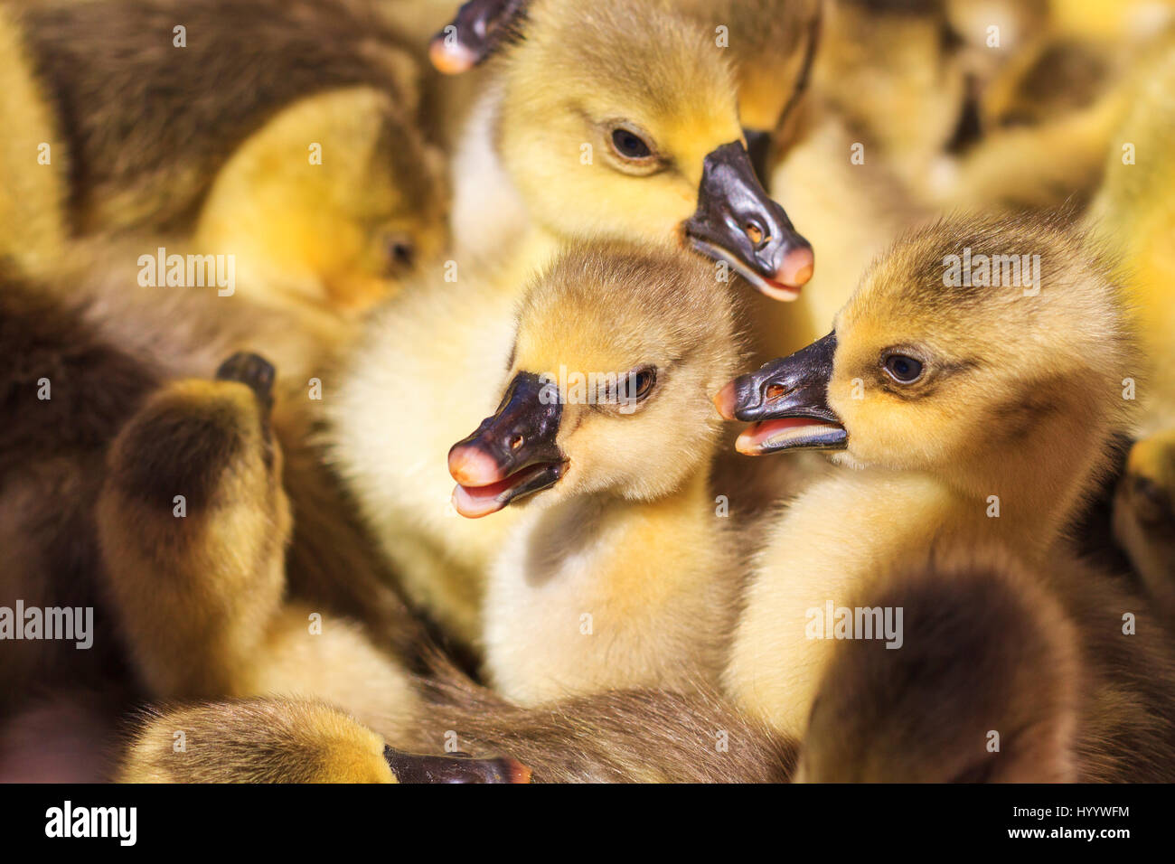 cute gray goslings at sunny day,farm animals Stock Photo - Alamy