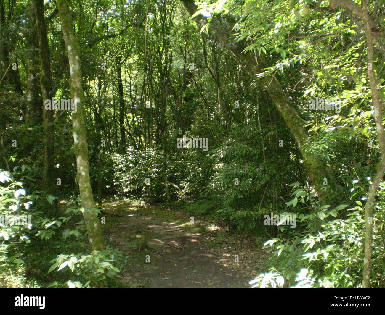 Image from Curitiba, Brazil Stock Photo - Alamy