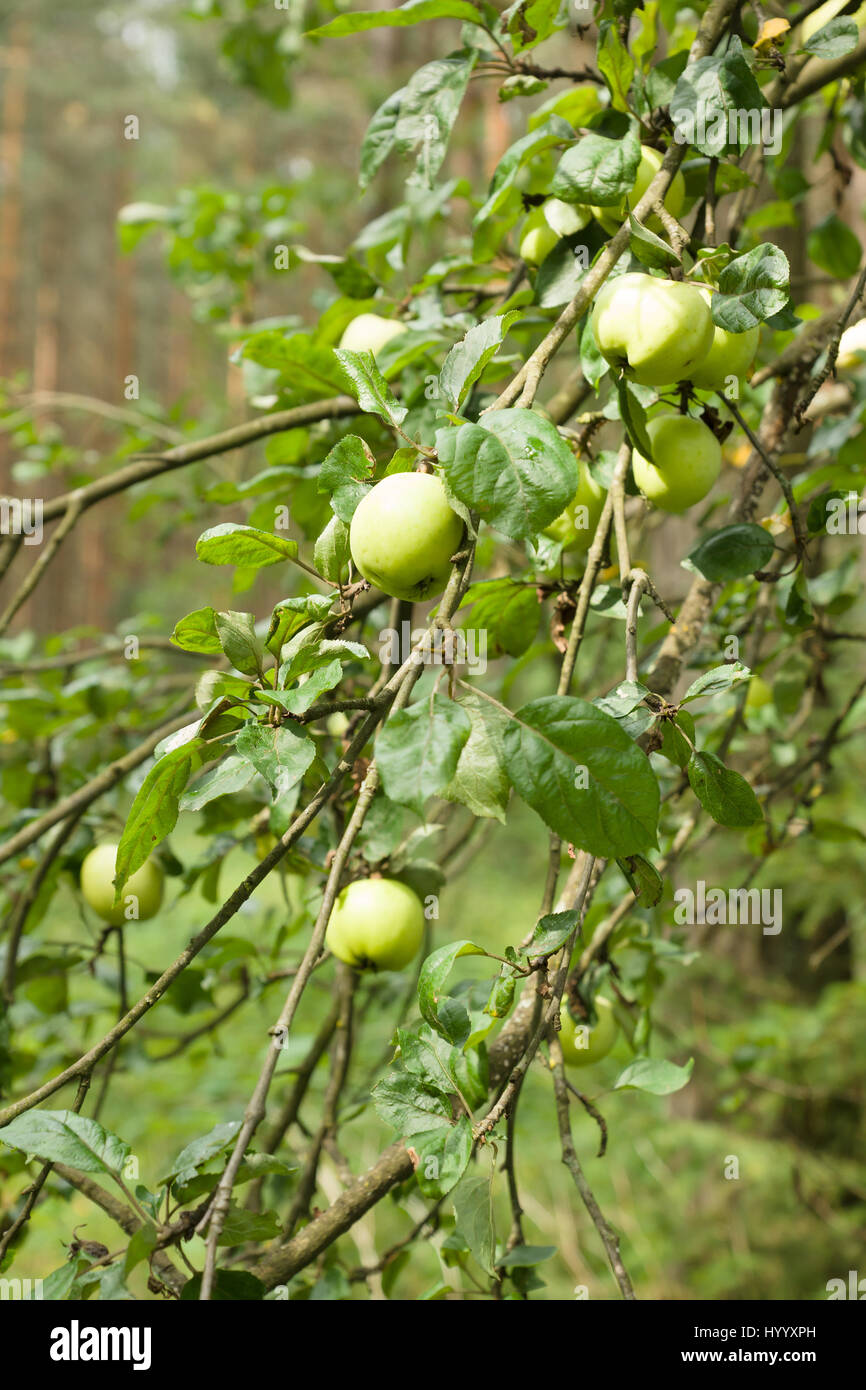 forest green apple on a branch in the dense forest Stock Photo - Alamy