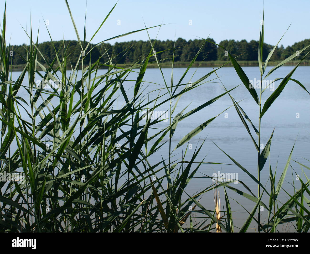 Sweet flag hi-res stock photography and images - Alamy