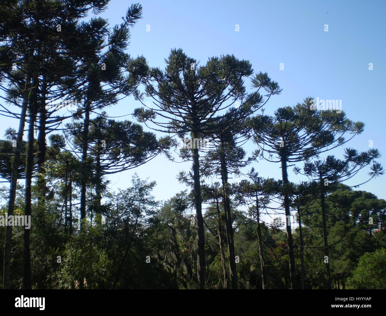 Image from Curitiba, Brazil Stock Photo - Alamy