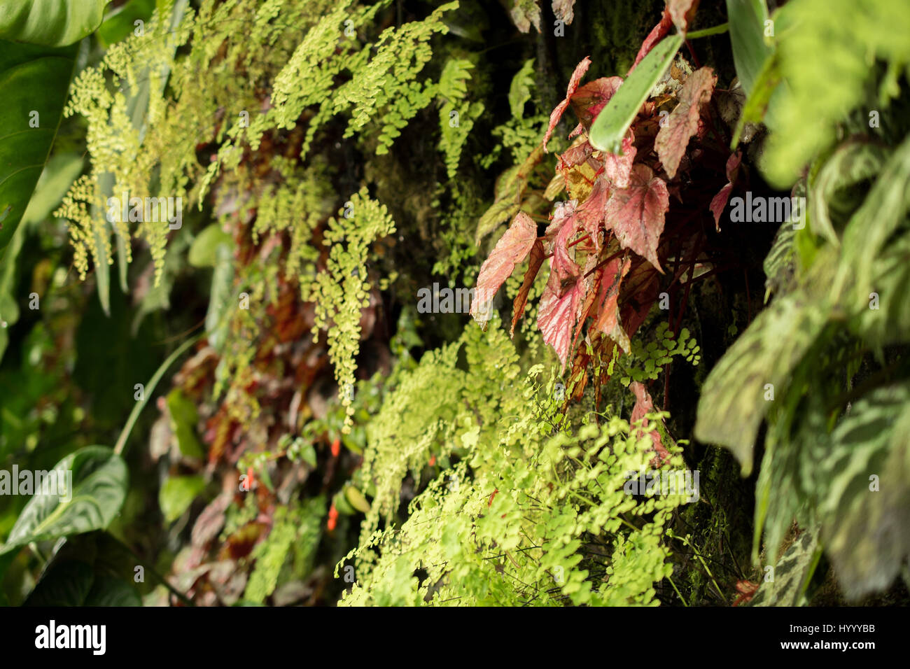 Layer of Ghost fern in Green house, Singapore Stock Photo - Alamy