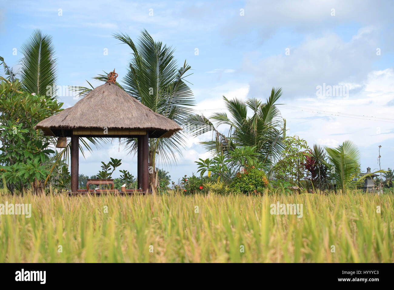 Restaurant in the middle of rice field Stock Photo - Alamy