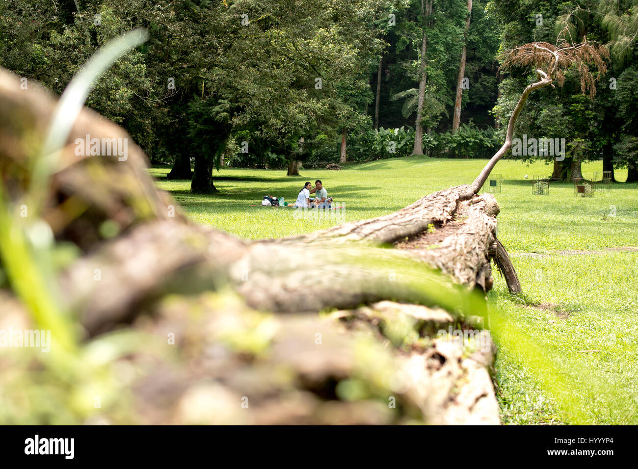 national park, Kebun Raya Bali in Ubud Stock Photo - Alamy