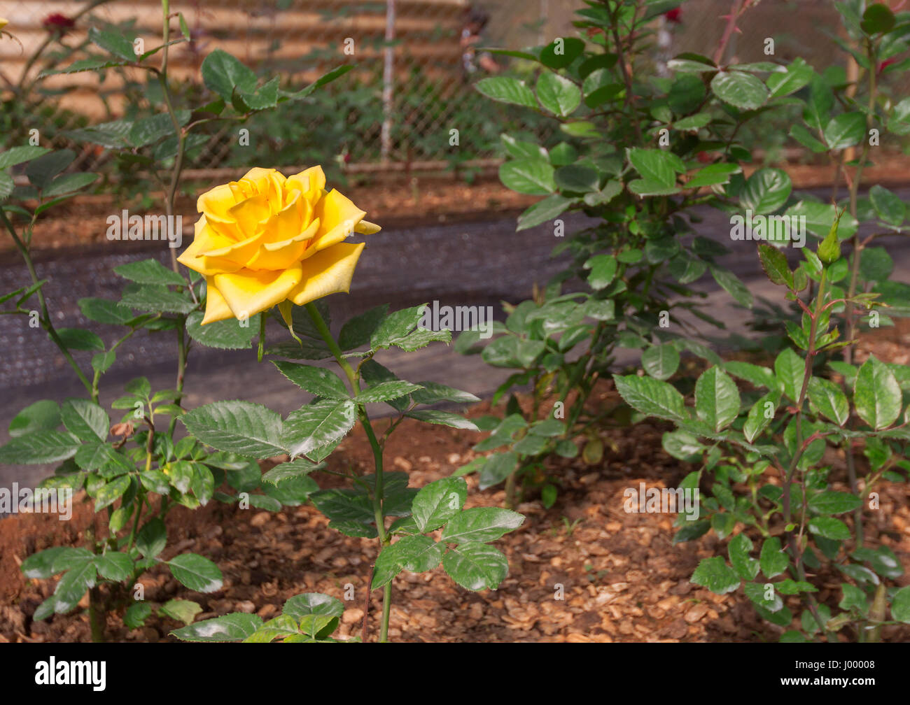 Yellow rose in garden Stock Photo - Alamy