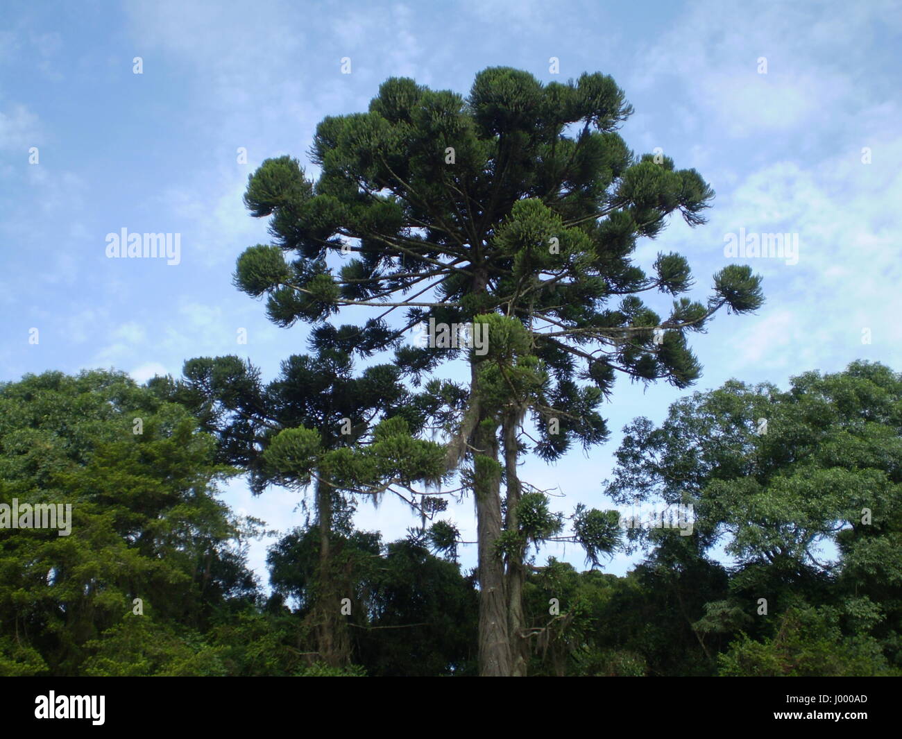 Image from Curitiba, Brazil Stock Photo - Alamy