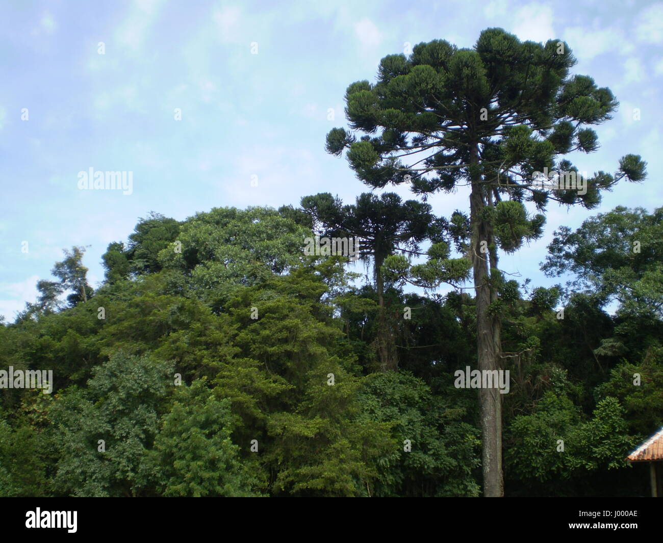 Image from Curitiba, Brazil Stock Photo - Alamy