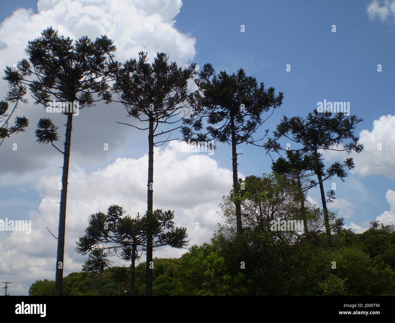 Image from Curitiba, Brazil Stock Photo - Alamy
