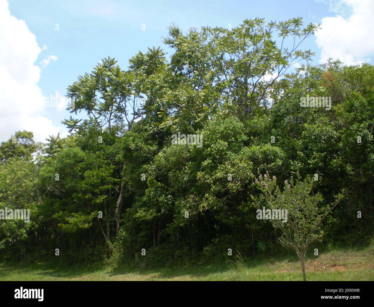 Image from Curitiba, Brazil Stock Photo - Alamy