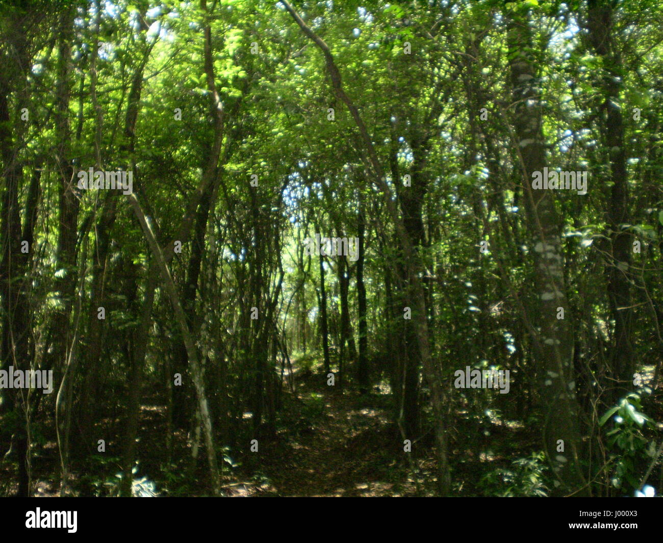 Image from Curitiba, Brazil Stock Photo - Alamy