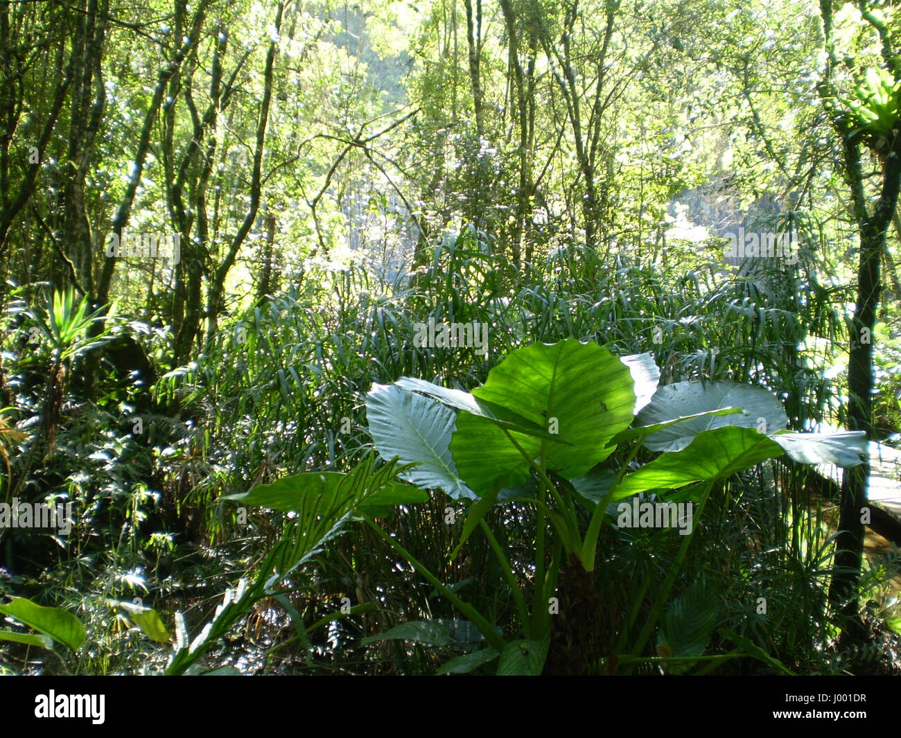 Image from Curitiba, Brazil Stock Photo - Alamy