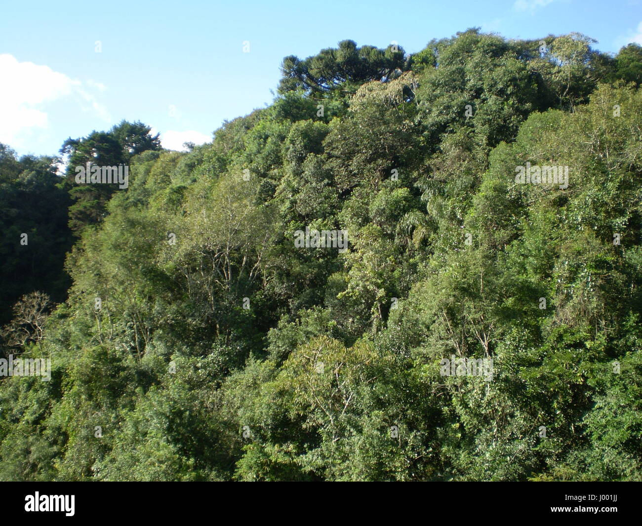 Image from Curitiba, Brazil Stock Photo - Alamy