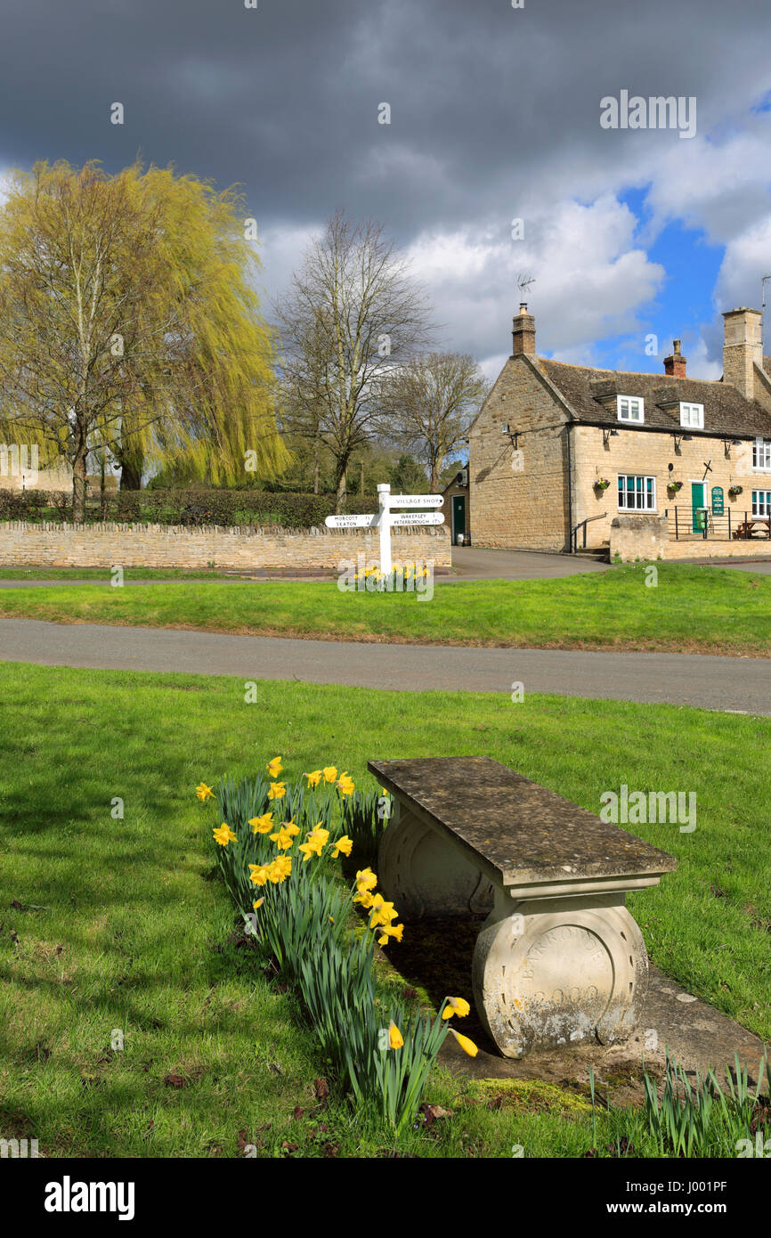 Spring daffodils, the village green at Barrowden village, Rutland ...