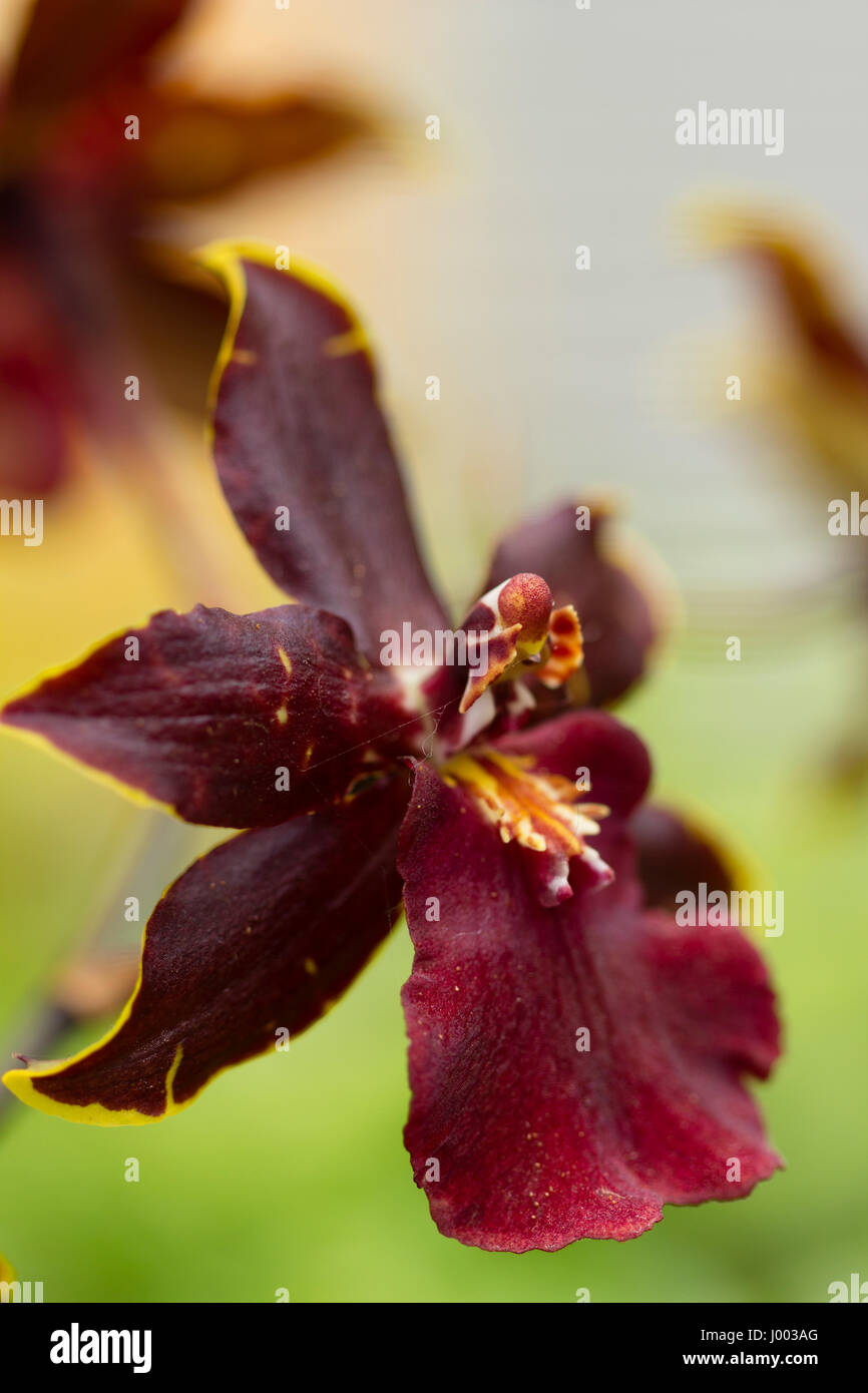 Amazed look hi-res stock photography and images - Alamy