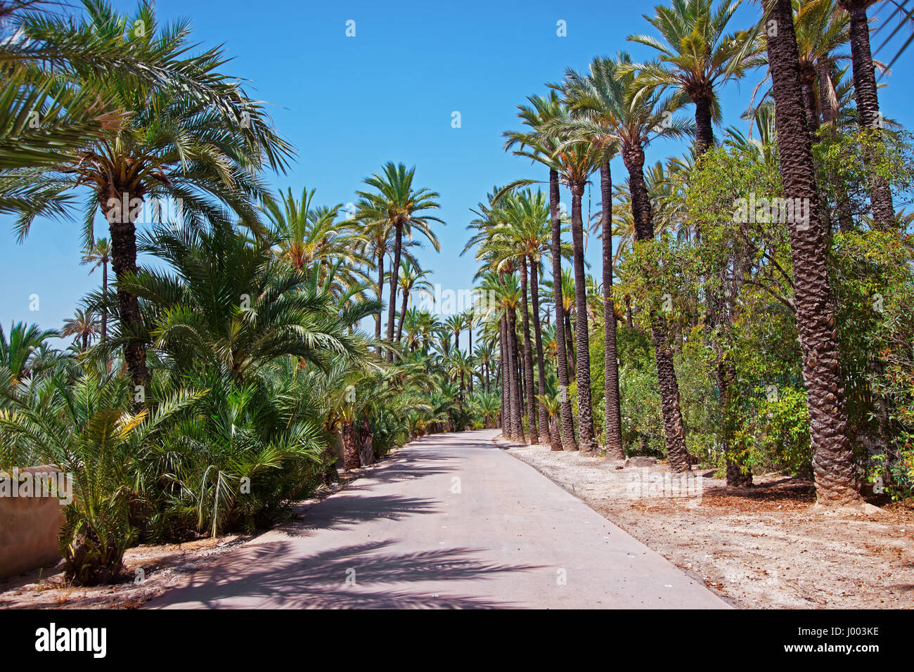 Palm Grove of Elche, Spain Stock Photo - Alamy