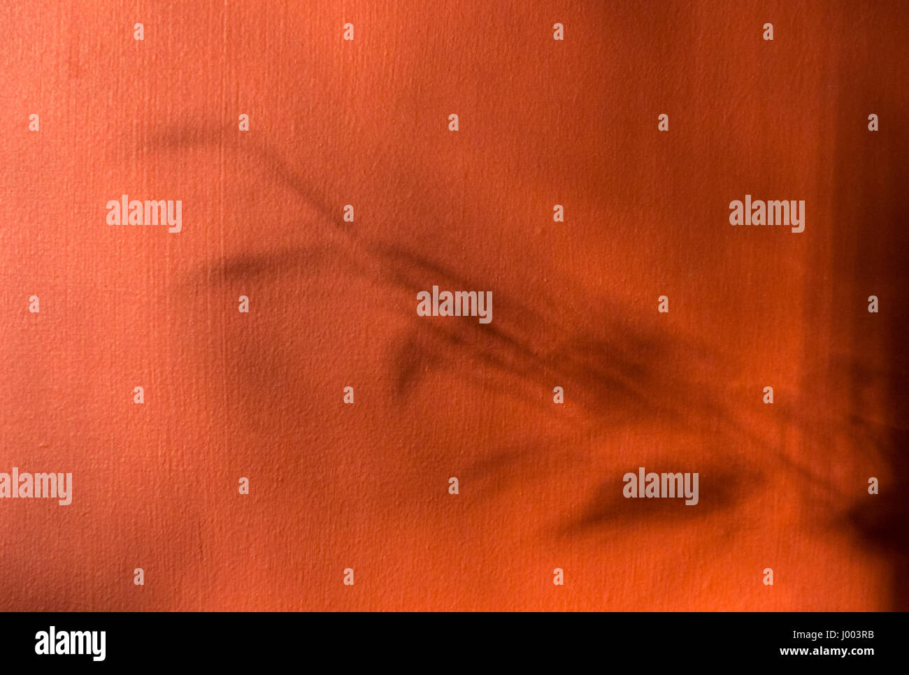 Abstract photo of a plants leaves and stem as shadows on an ochre wall ...
