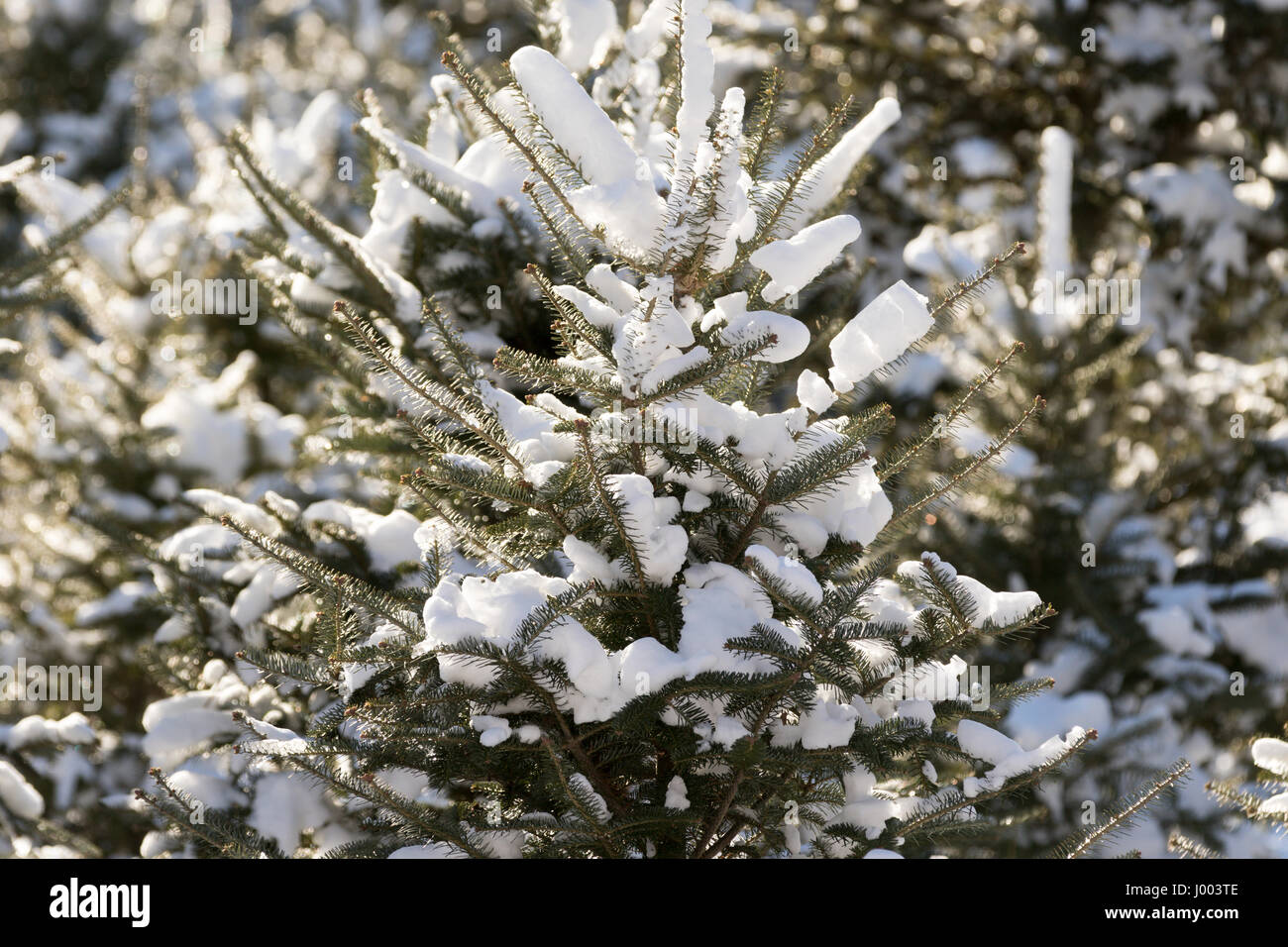 Snow covered Christmas Tree forest Stock Photo - Alamy