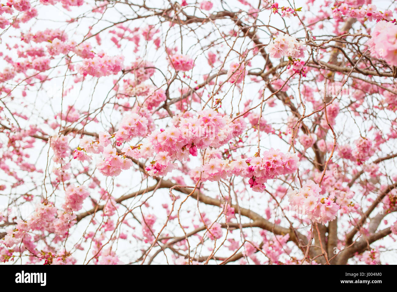 blooming sakura tree in april Stock Photo - Alamy