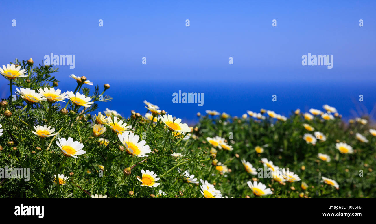 Wildflowers greece greek yellow hi-res stock photography and images - Alamy
